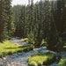 Oregon Forest Film Print - Etsy