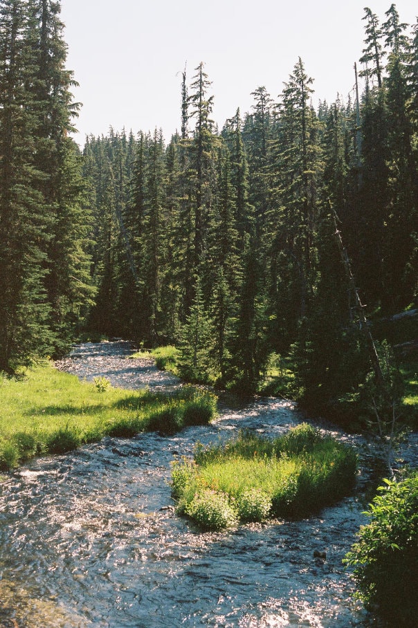 Oregon Forest Film Print - Etsy