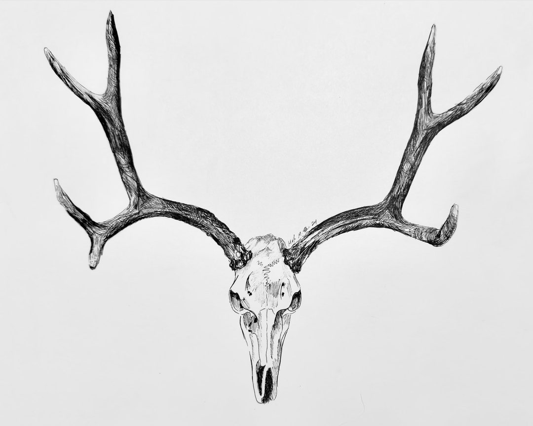 Mule Deer Skull Drawing Print - Etsy