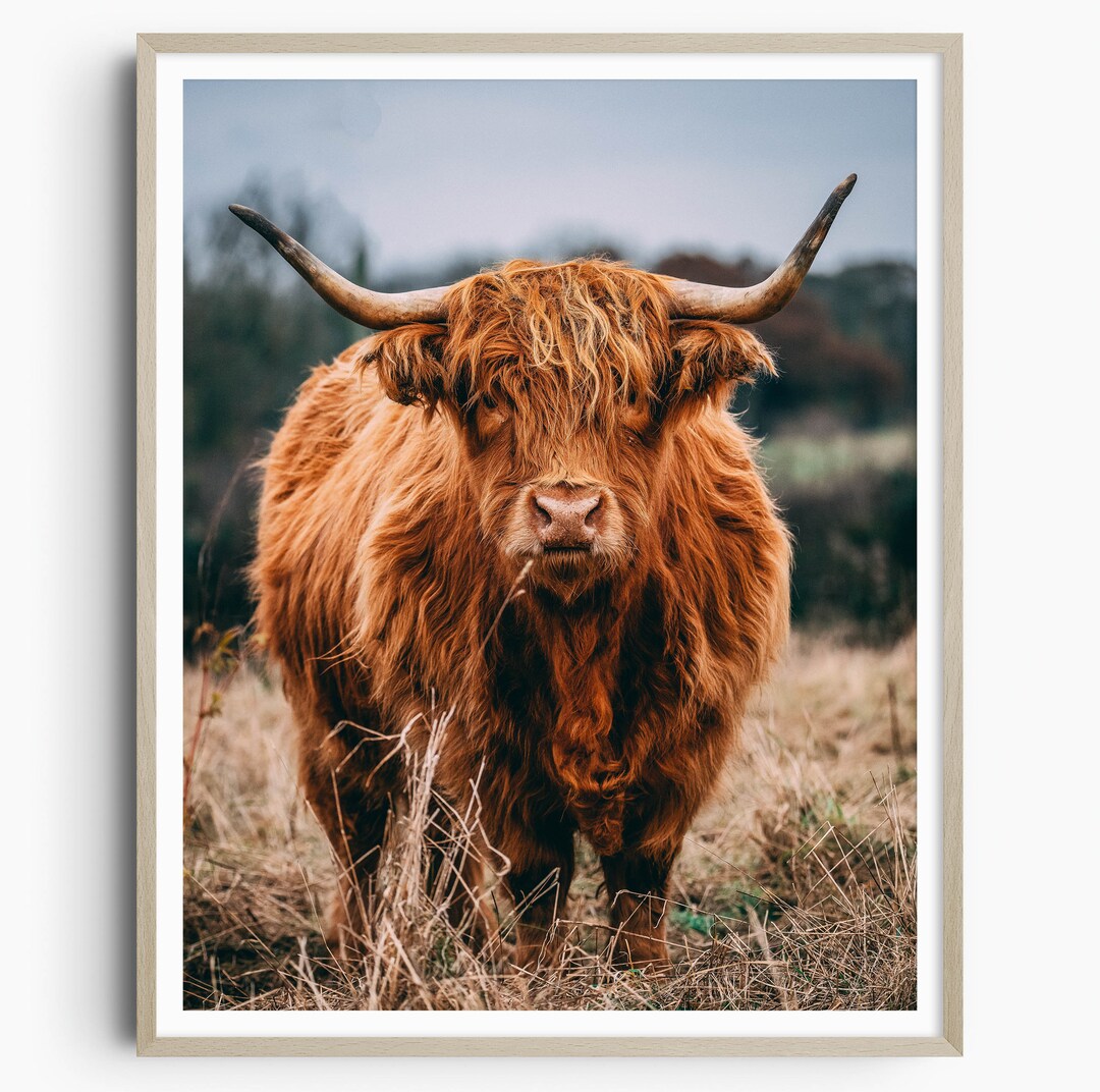Highland Cow Photo Print, Highland Cow Wall Art, Fine Art Photography ...