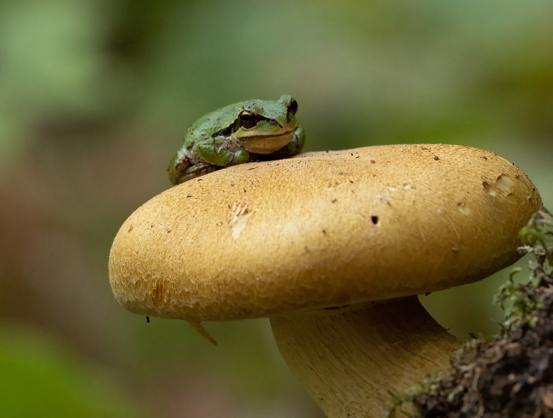 Pacific Tree Frog Photography, Natural British Columbia, Canada ...