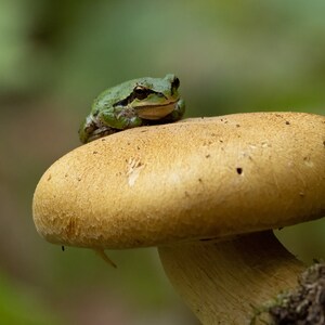 Pacific Tree Frog Photography, Natural British Columbia, Canada ...