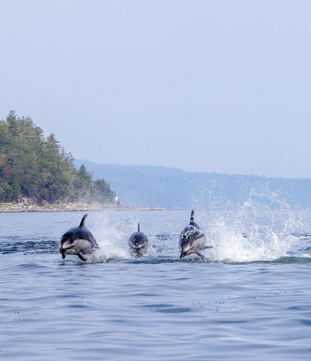 Pacific White Sided Dolphin Photography, Natural British Columbia ...