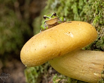 Pacific Tree Frog Photography, Natural British Columbia, Canada ...