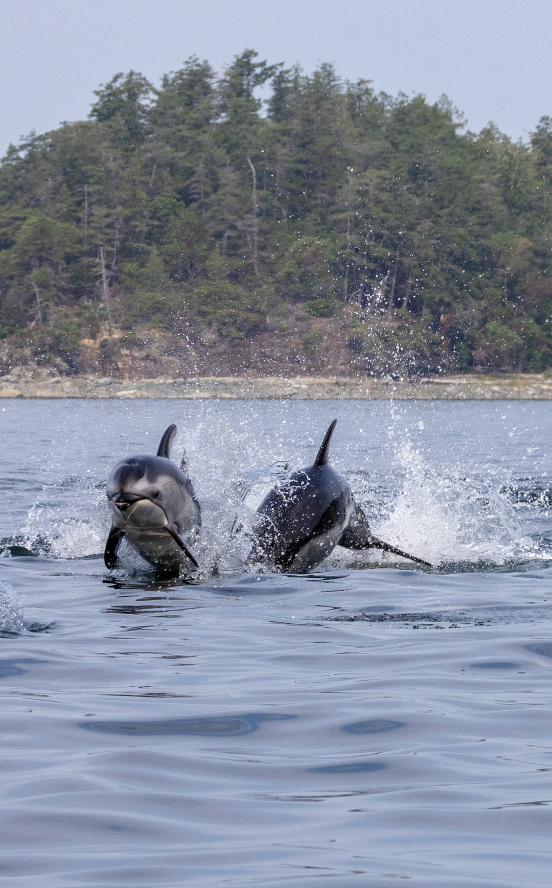 Pacific White Sided Dolphin Photography, Natural British Columbia ...