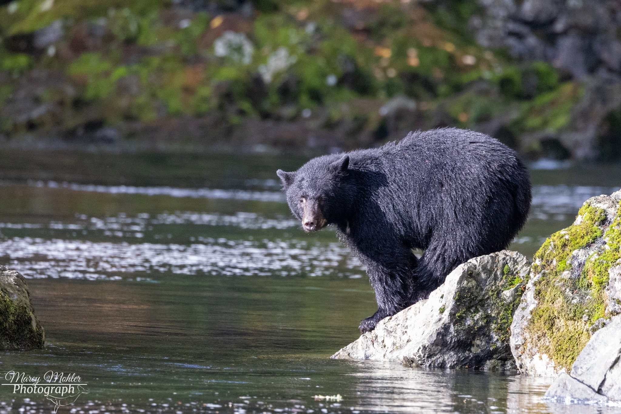 North American Black Bear Photography, Natural British Columbia, Canada ...