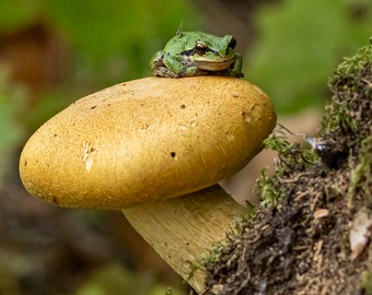 Pacific Tree Frog Photography, Natural British Columbia, Canada ...