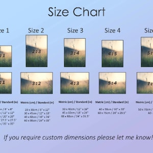 North American Black Bear Cub Photography, Natural British Columbia ...