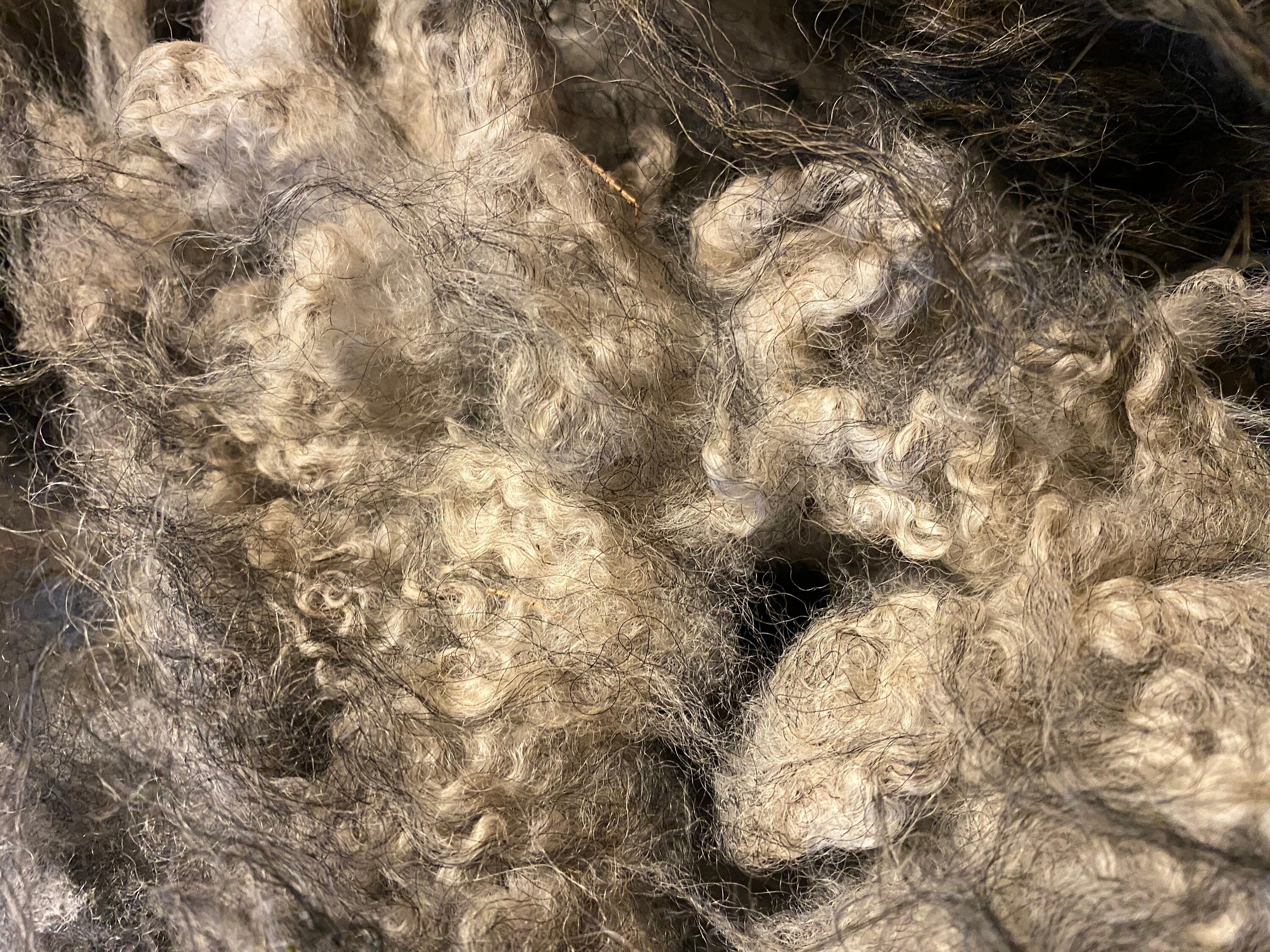 Icelandic Ram Fleece - Etsy