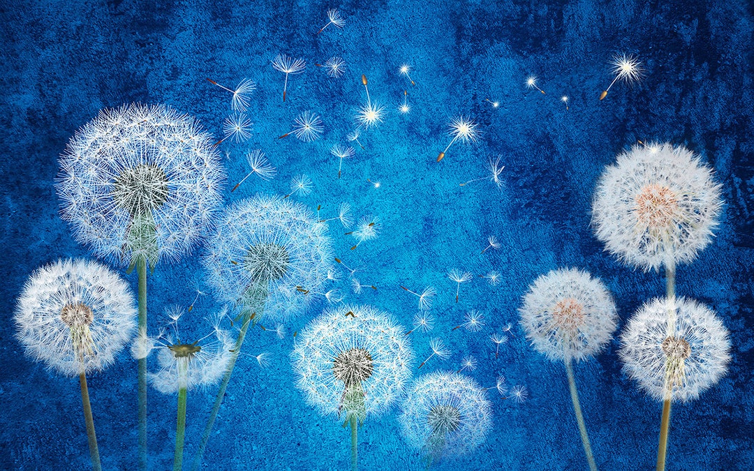 Panoramic Wallpaper Dandelions - Etsy
