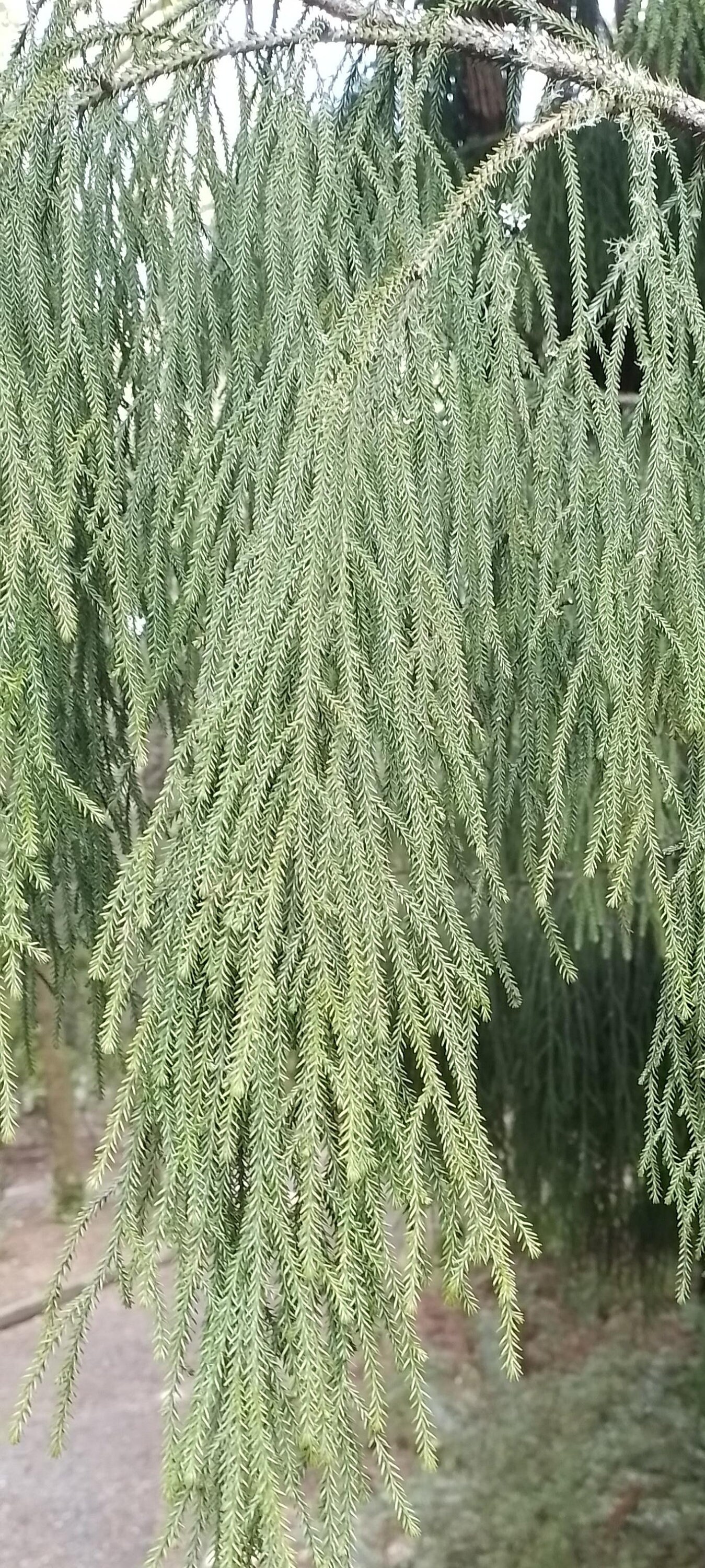 Natures Heart Health Rimu Tincture dacrydium Cuppressinum - Etsy