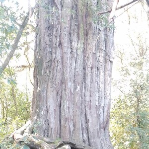 Natures Heart Health Rimu Tincture dacrydium Cuppressinum - Etsy