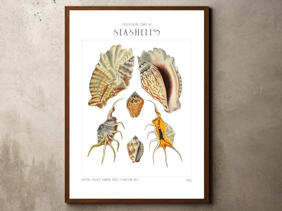 Tropical Decor, Marine Life Poster Print, Botanical Wall Art, Seashells ...