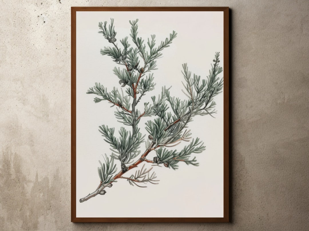 Vintage Juniper Painting, Rustic Farmhouse Print, Vintage Skecth Art ...