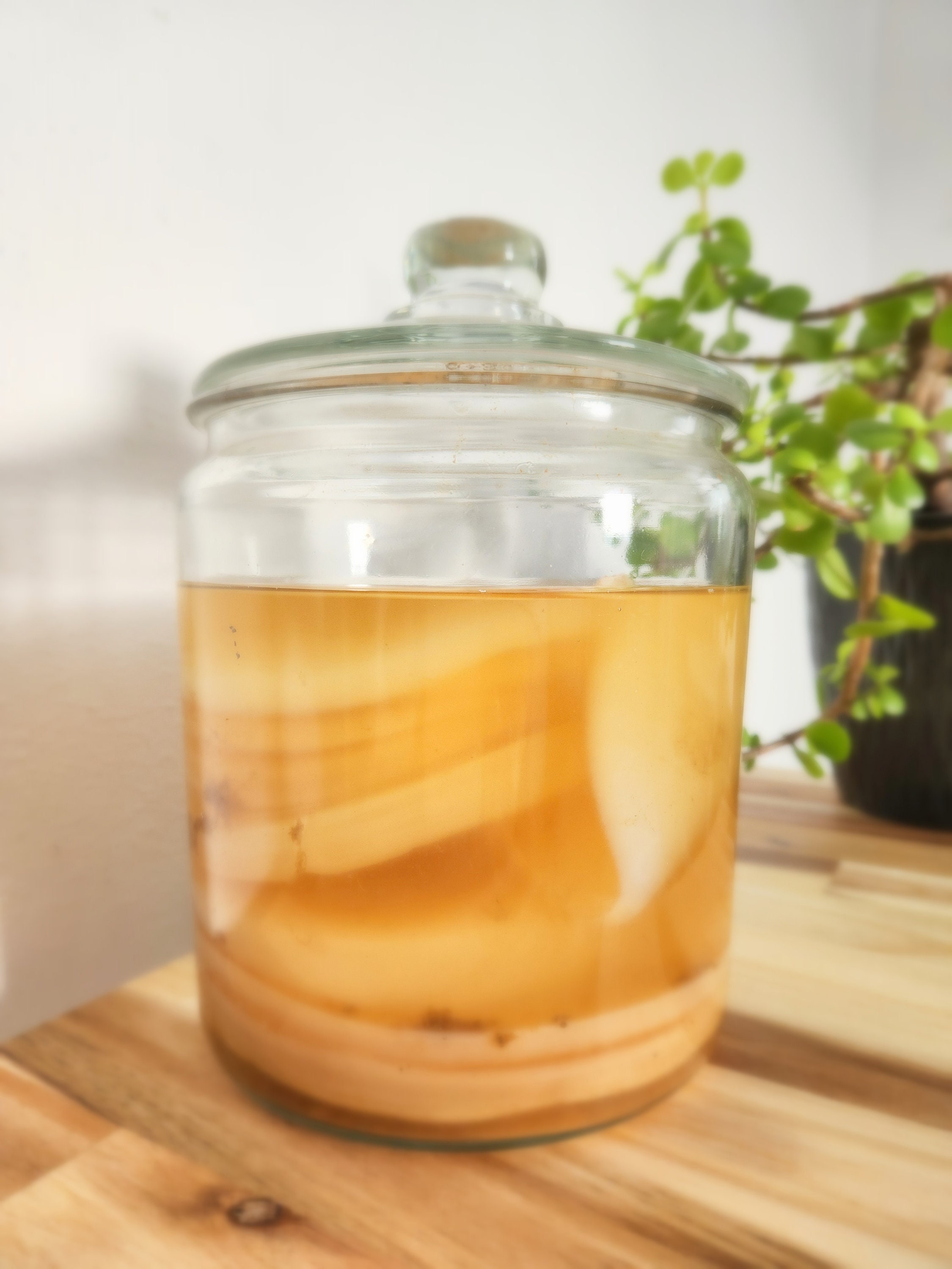 Authentic Jun Green Tea SCOBY, Fast Fermenting Organic Jun, Champagne ...