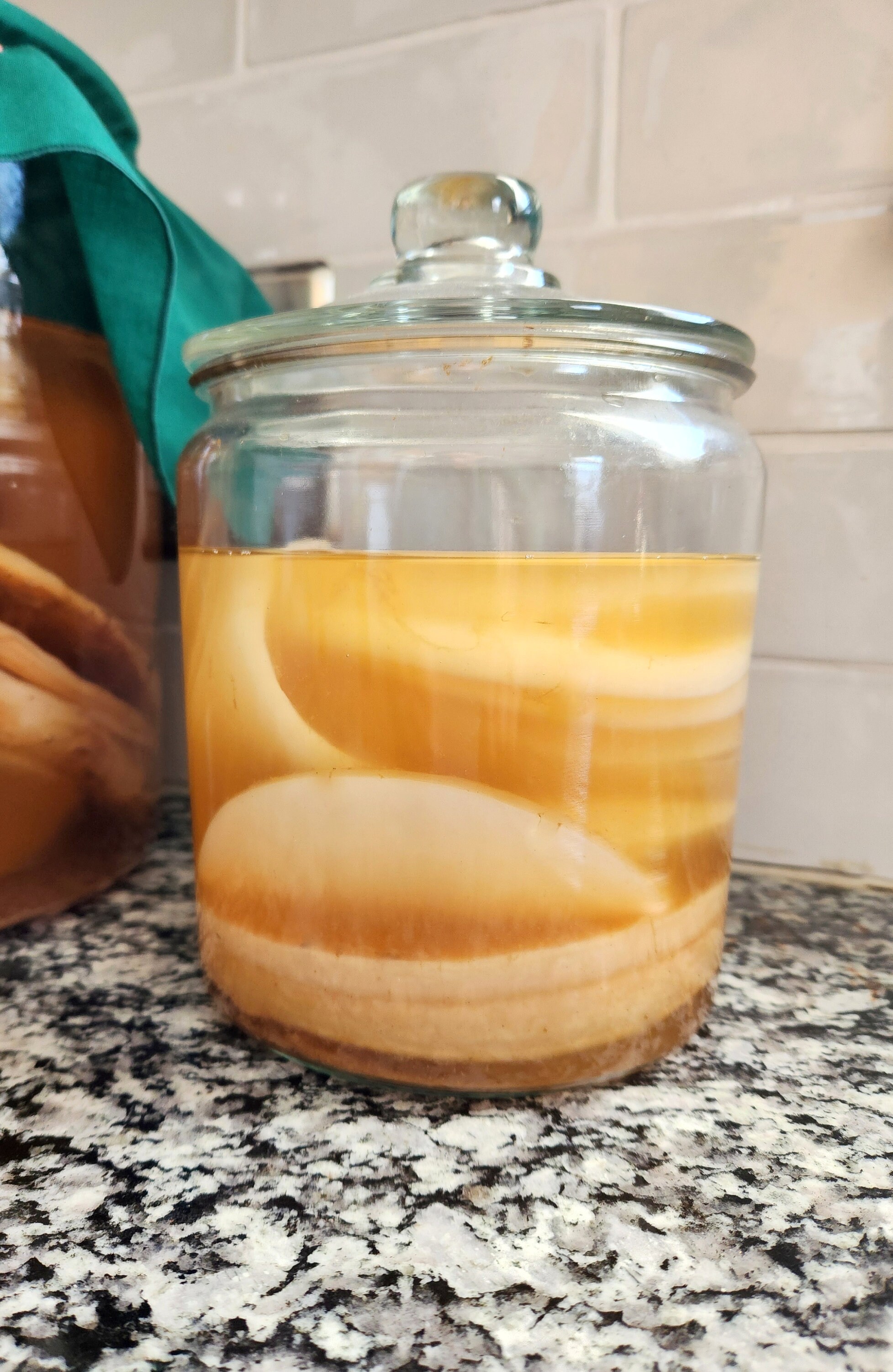 Authentic Jun Green Tea SCOBY, Fast Fermenting Organic Jun, Champagne ...