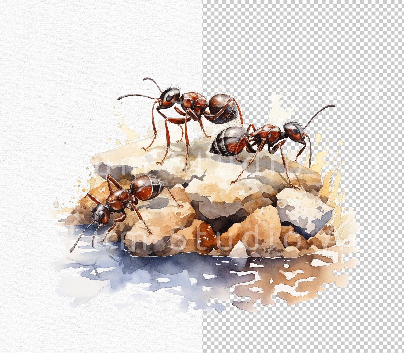 Watercolor Ant Clipart Animals PNG Clip Art Ant Digital Download ...