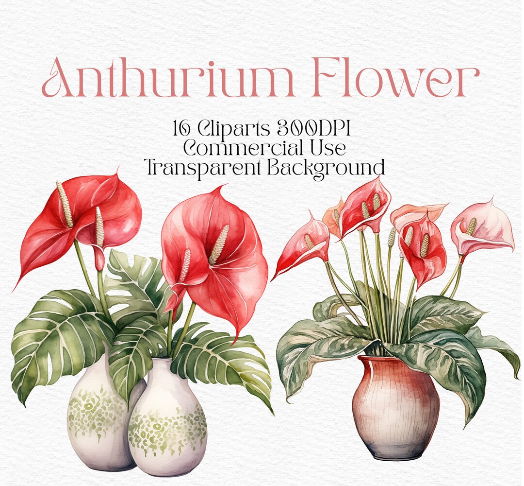 Watercolor Red Flower Anthurium Clipart Digital Download PNG Ceramic ...