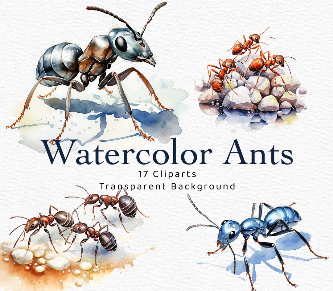Watercolor Ant Clipart Animals PNG Clip Art Ant Digital Download ...