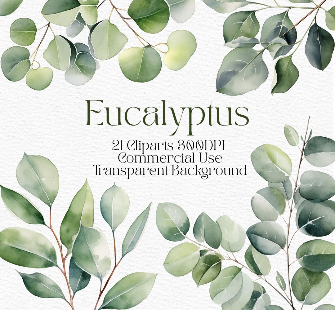 Watercolor Eucalyptus Clipart Digital Download Leaf PNG Greenery ...