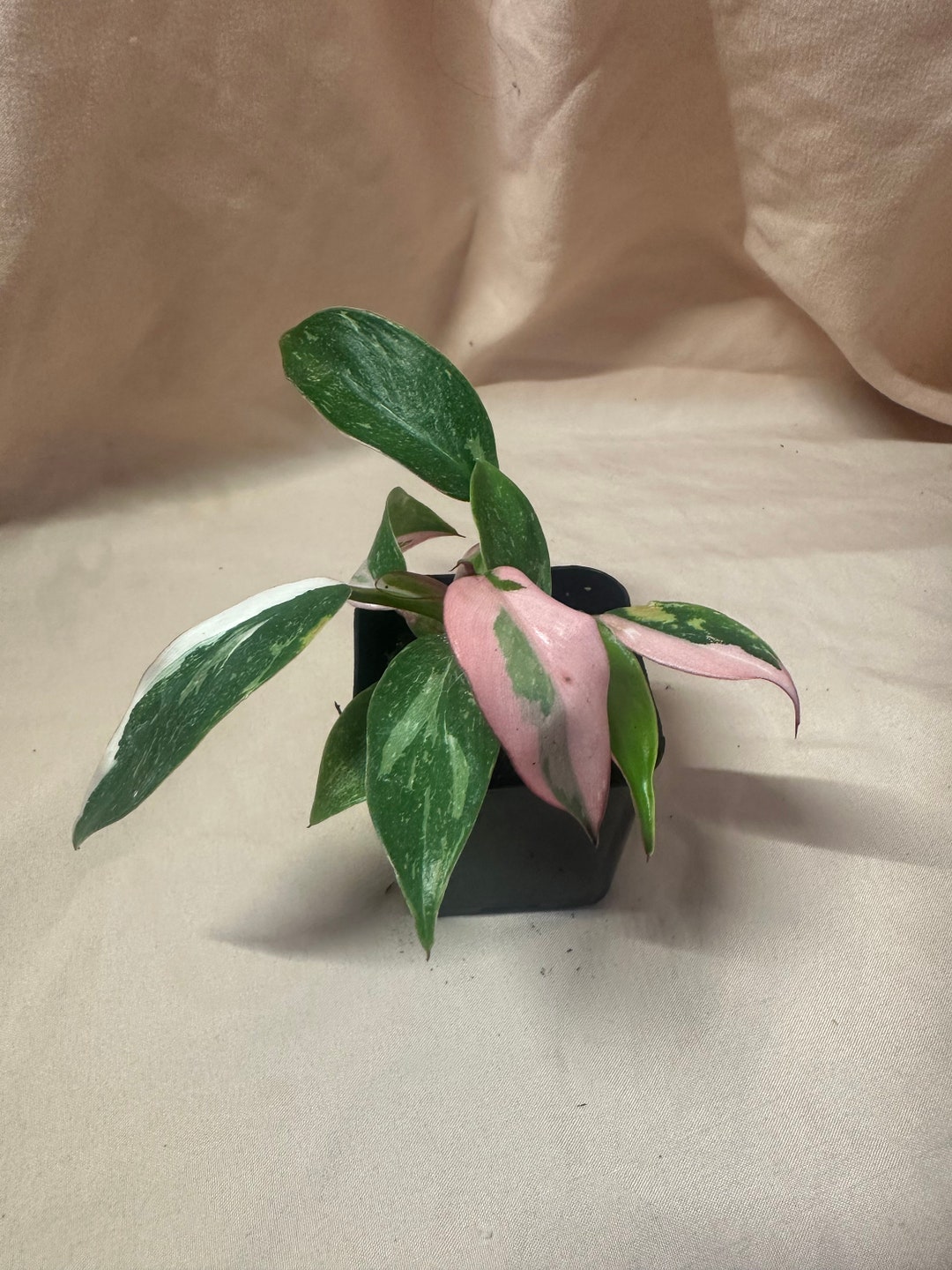 2 Tricolor White Princess Philodendron - Etsy