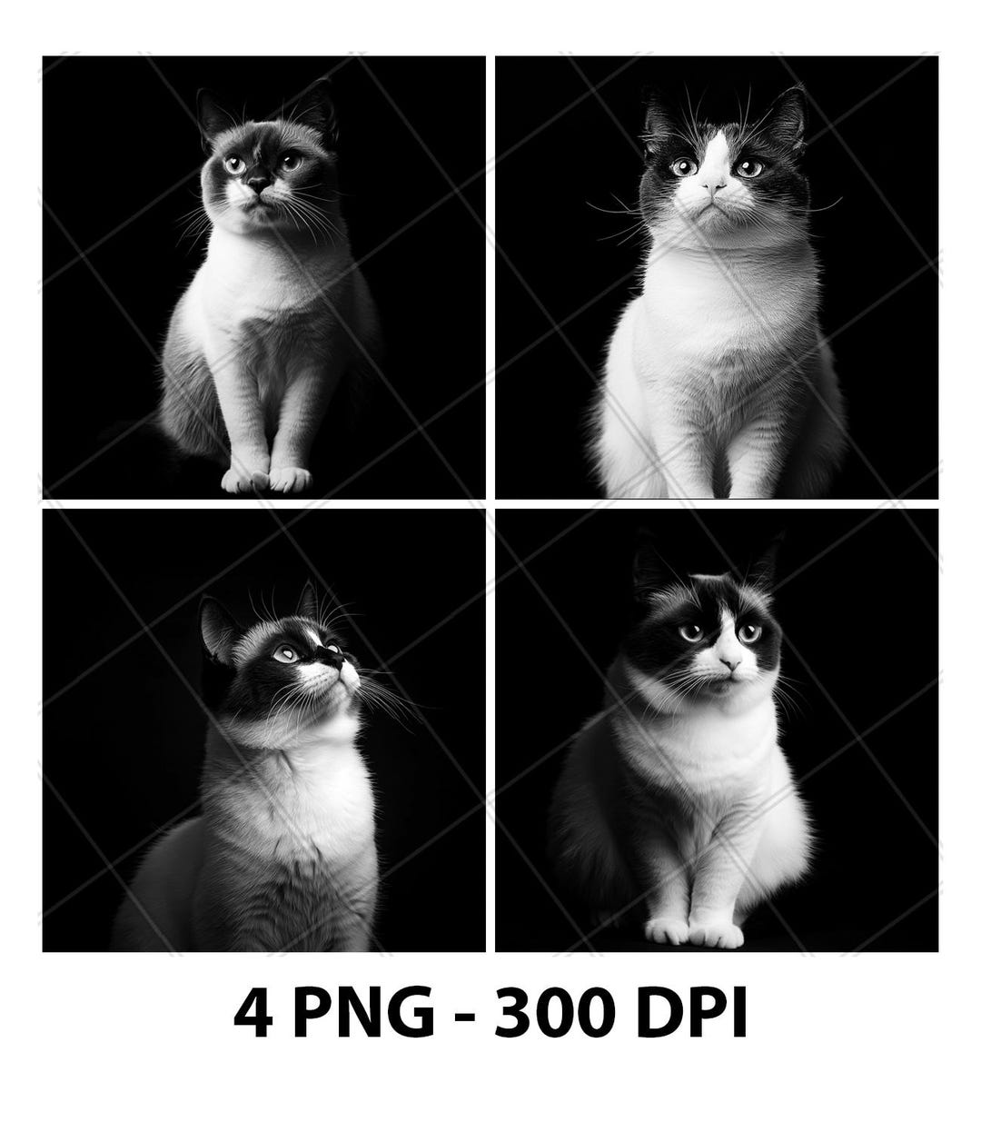 Snowshoe Cat Breed Portrait Laser Engraving File Slate PNG Coaster Etch ...