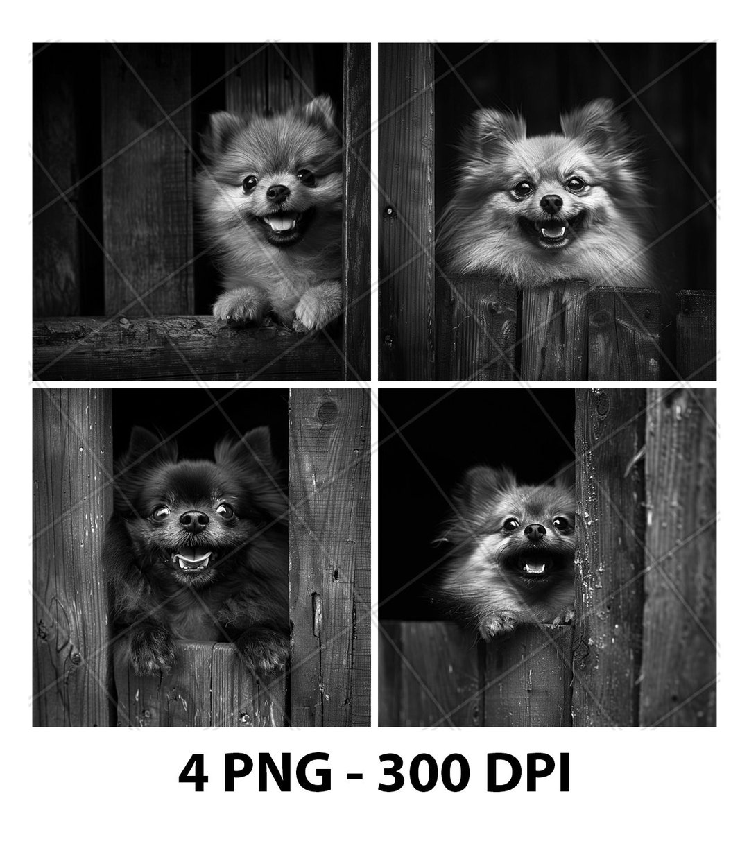 Pomeranian Dog Breed Portrait 2D Laser Engraving File Slate PNG Coaster ...