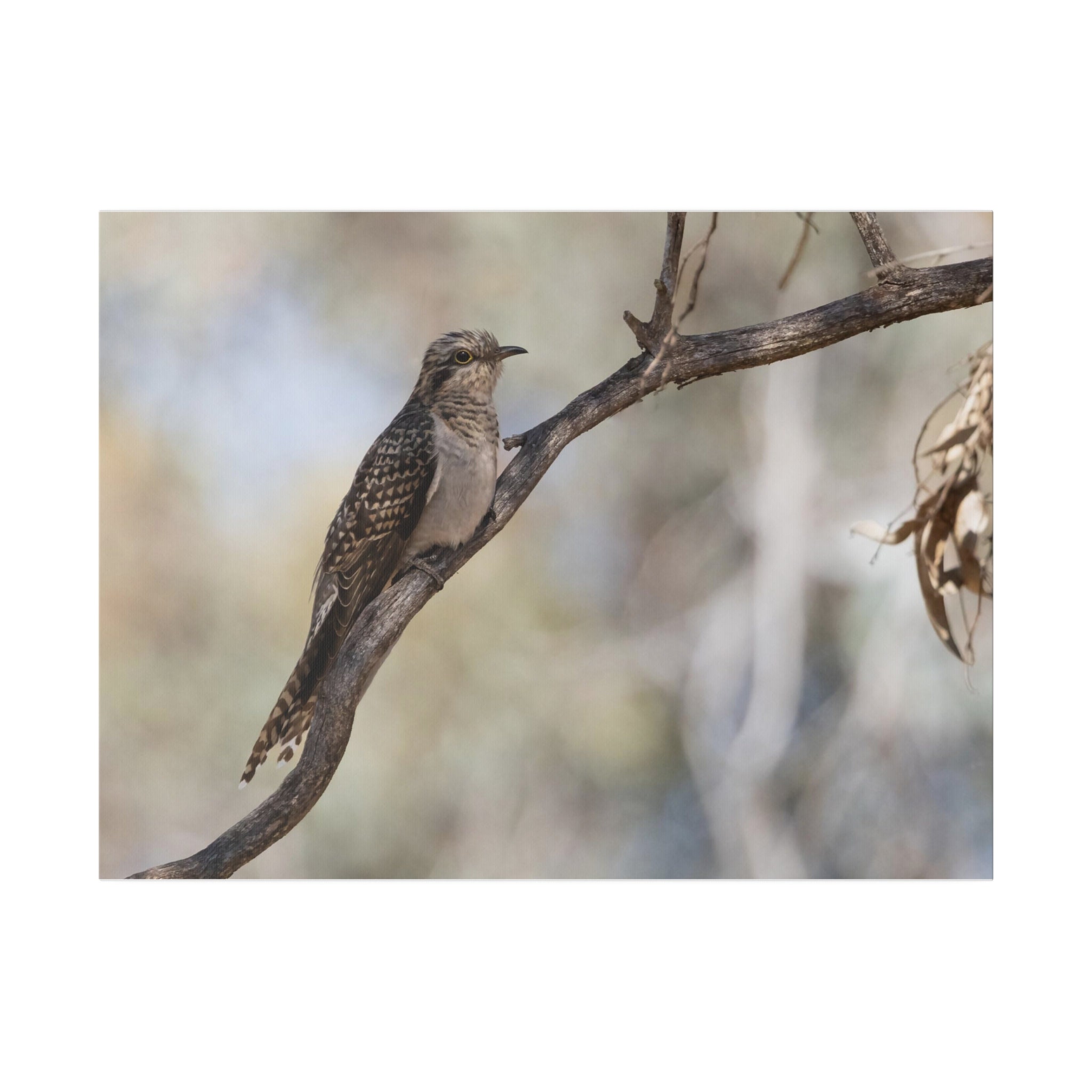 A Rare Find Nature Wall Art Bird Photography Print on Canvas - Etsy
