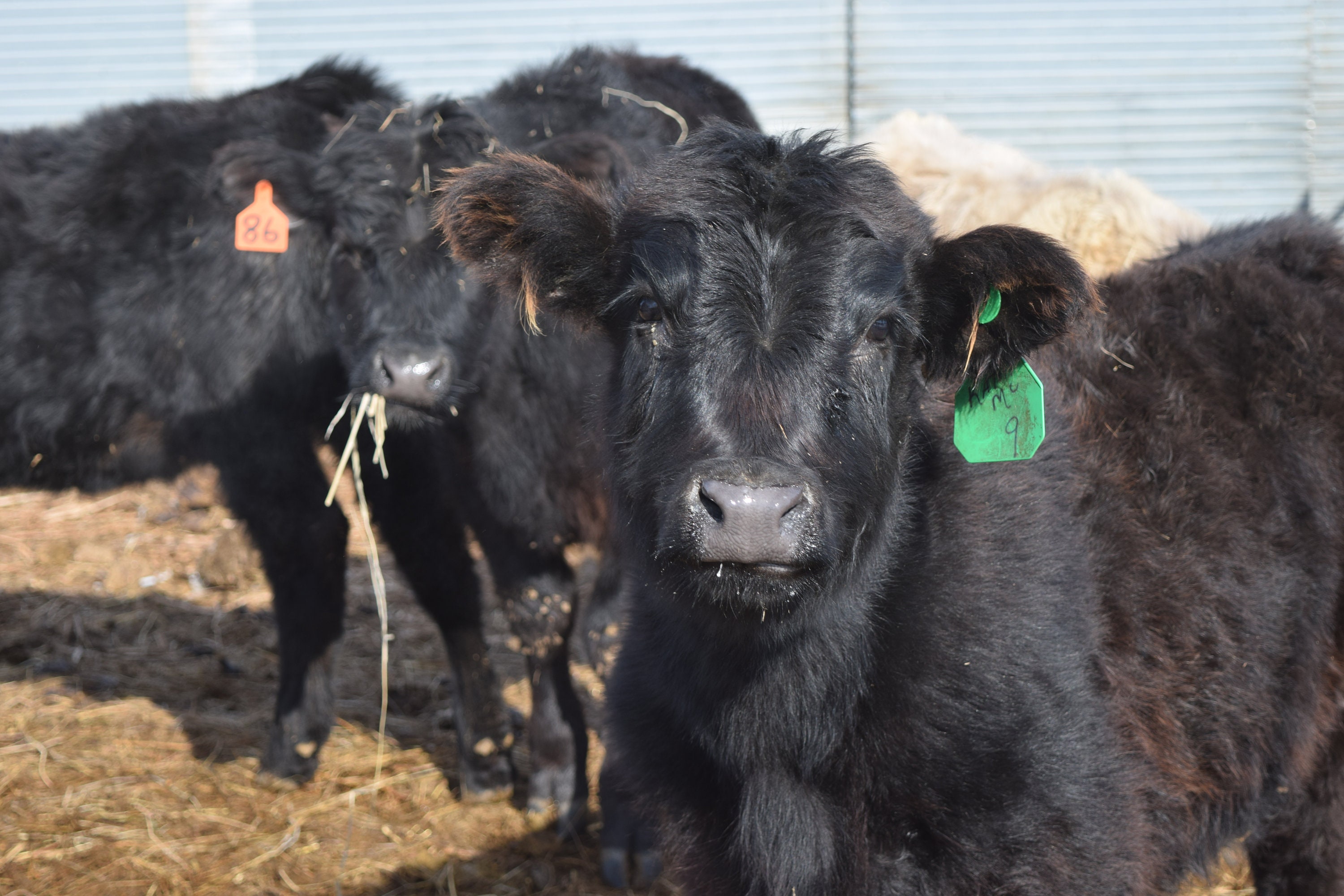 All Natural Cow Manure Fertilizer - Etsy