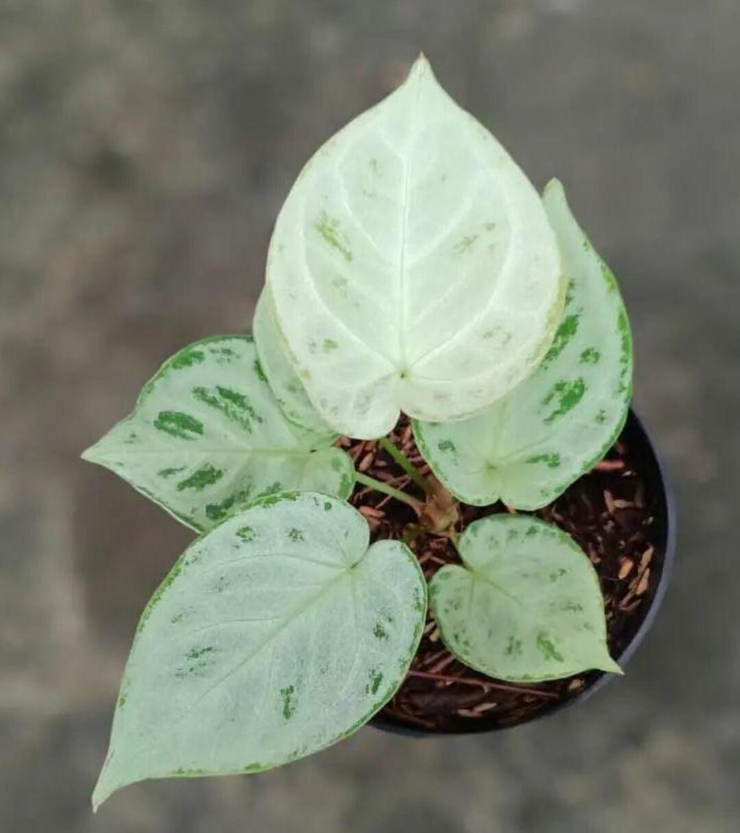 Anthurium Dorayaki Silver Chrome Beautiful Plant Healthy and Good Root ...