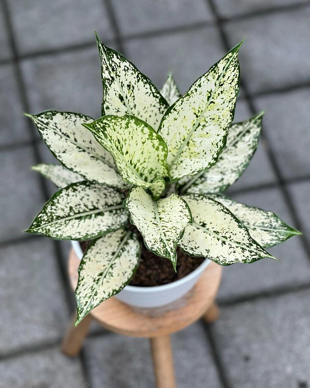 Aglaonema Snow White Beautiful Plant Good Condition and Fast Shipping ...
