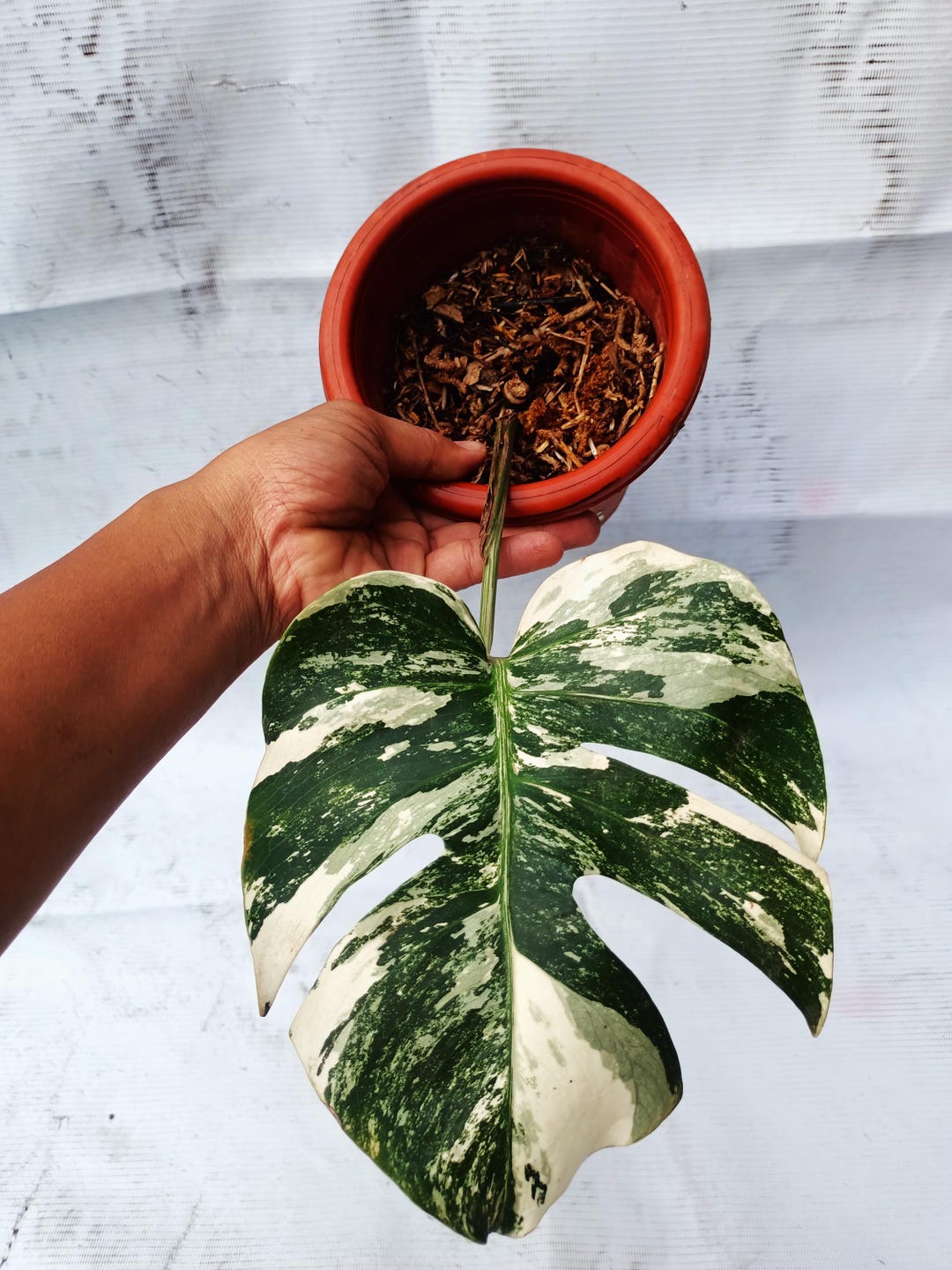 Monstera White Tiger Variegated One Leaf Beautiful Plant Good Condition ...