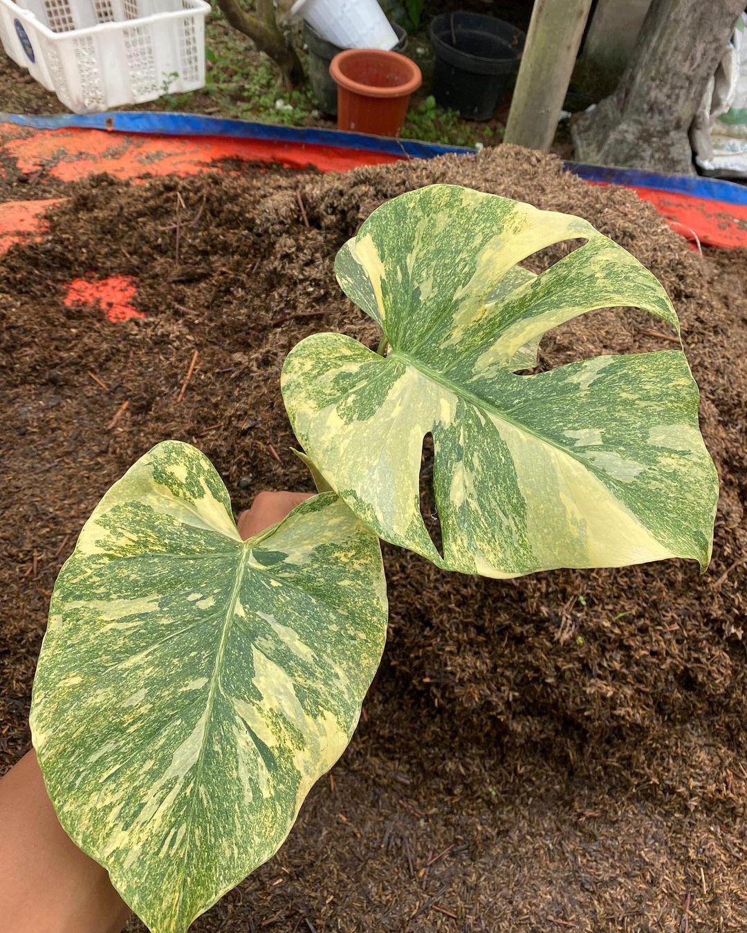 Monstera Deliciosa Legacy Variegated Two Leaves. Monstera Variegated ...