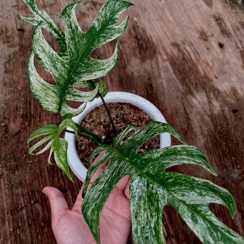 Monstera Devil - Etsy