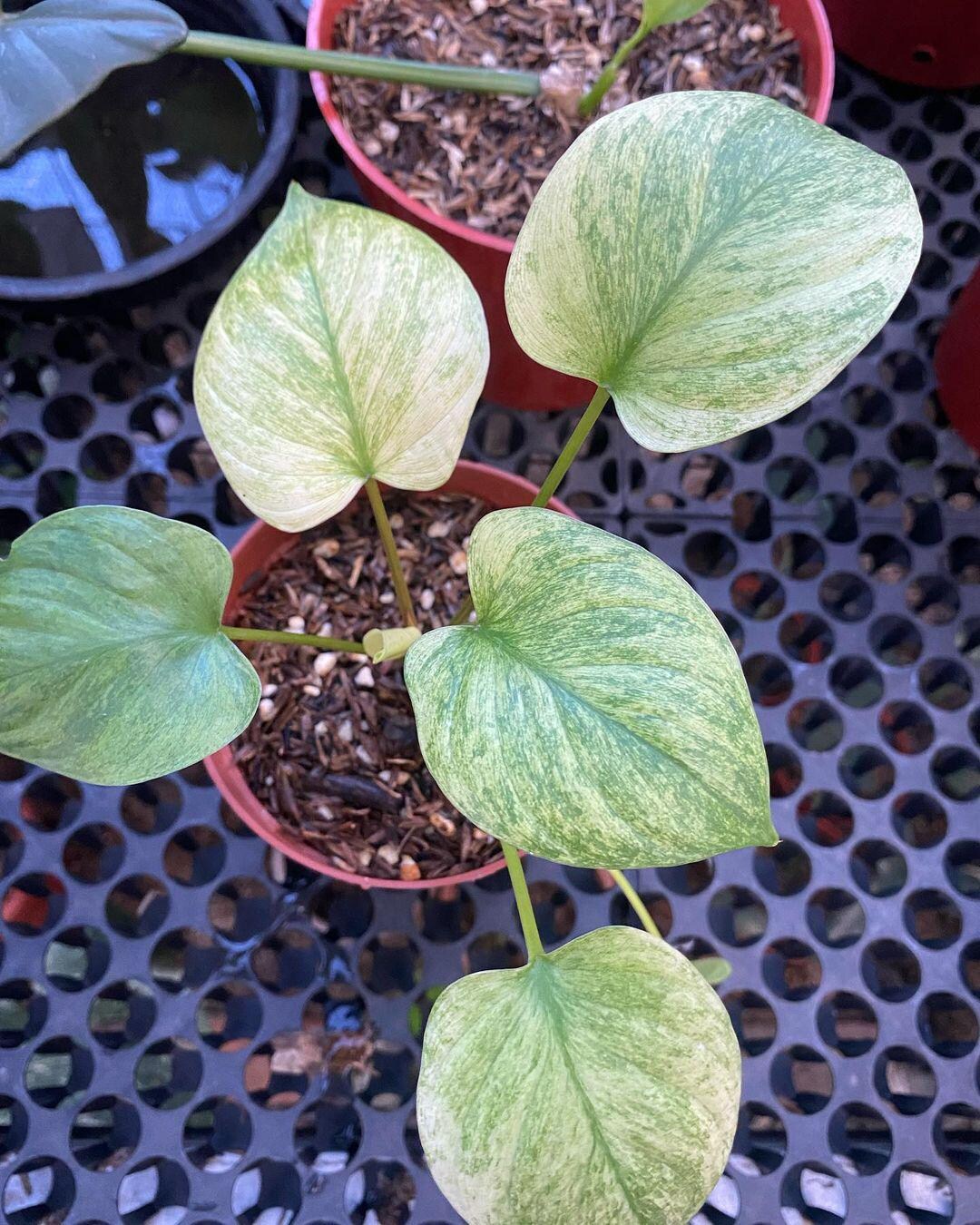 Homalomena Mint Variegated Gift Plant Beautiful Plant and Good ...