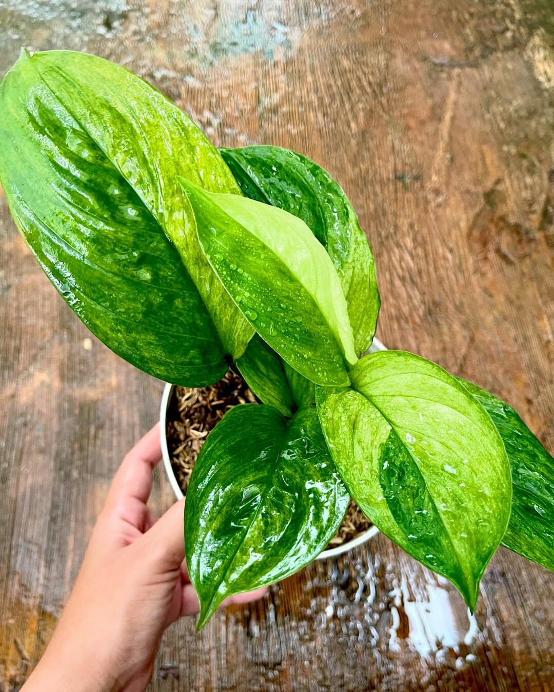 Scindapsus SP Borneo Variegated Good Condition Gift Plant Beautiful ...