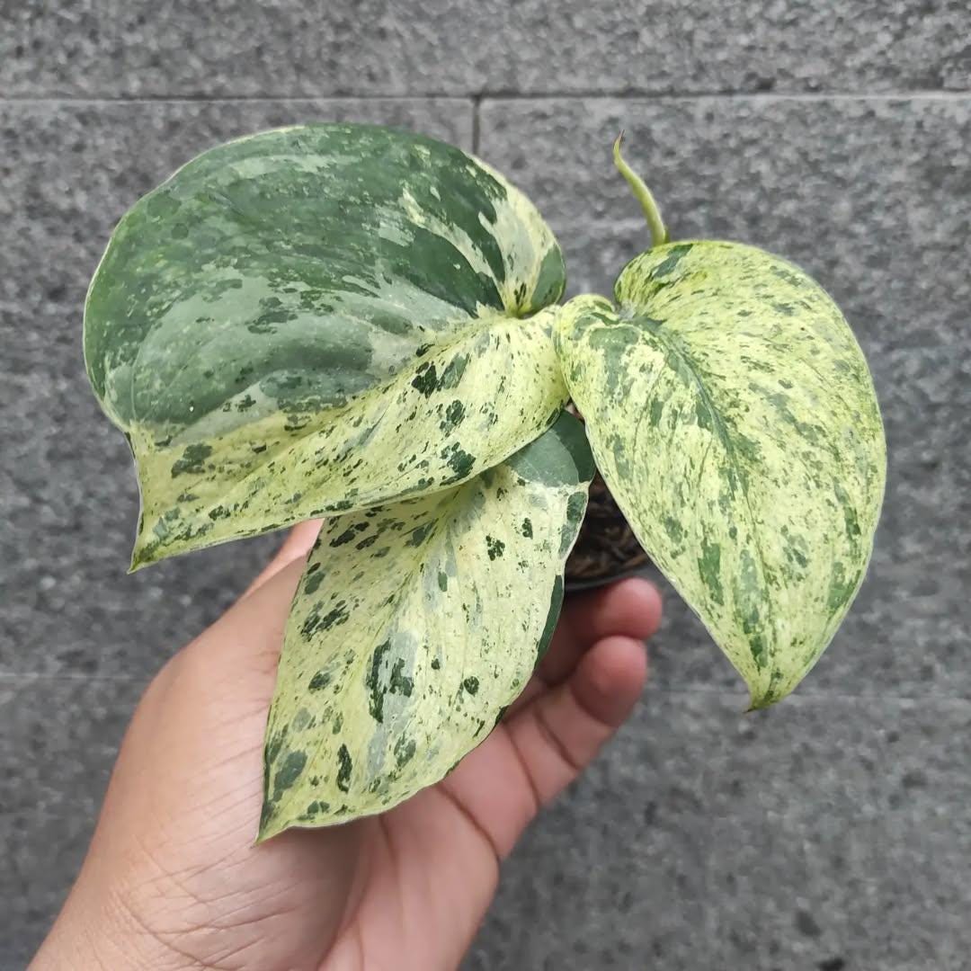 Scindapsus Queen Marble Variegated Good Condition Gift Plant Beautiful ...