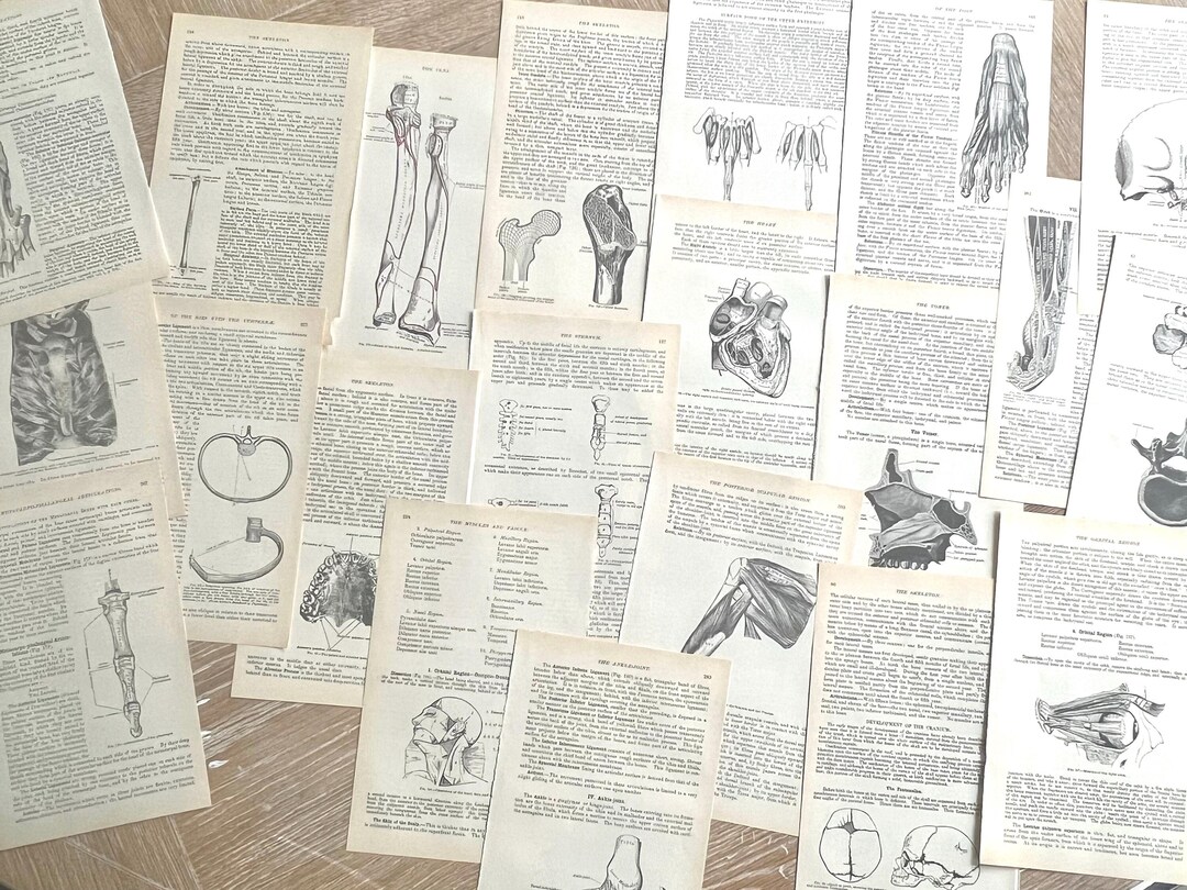 Medical Book Pages,vintage Ephemera,grays Anatomy,1977,descriptive and ...