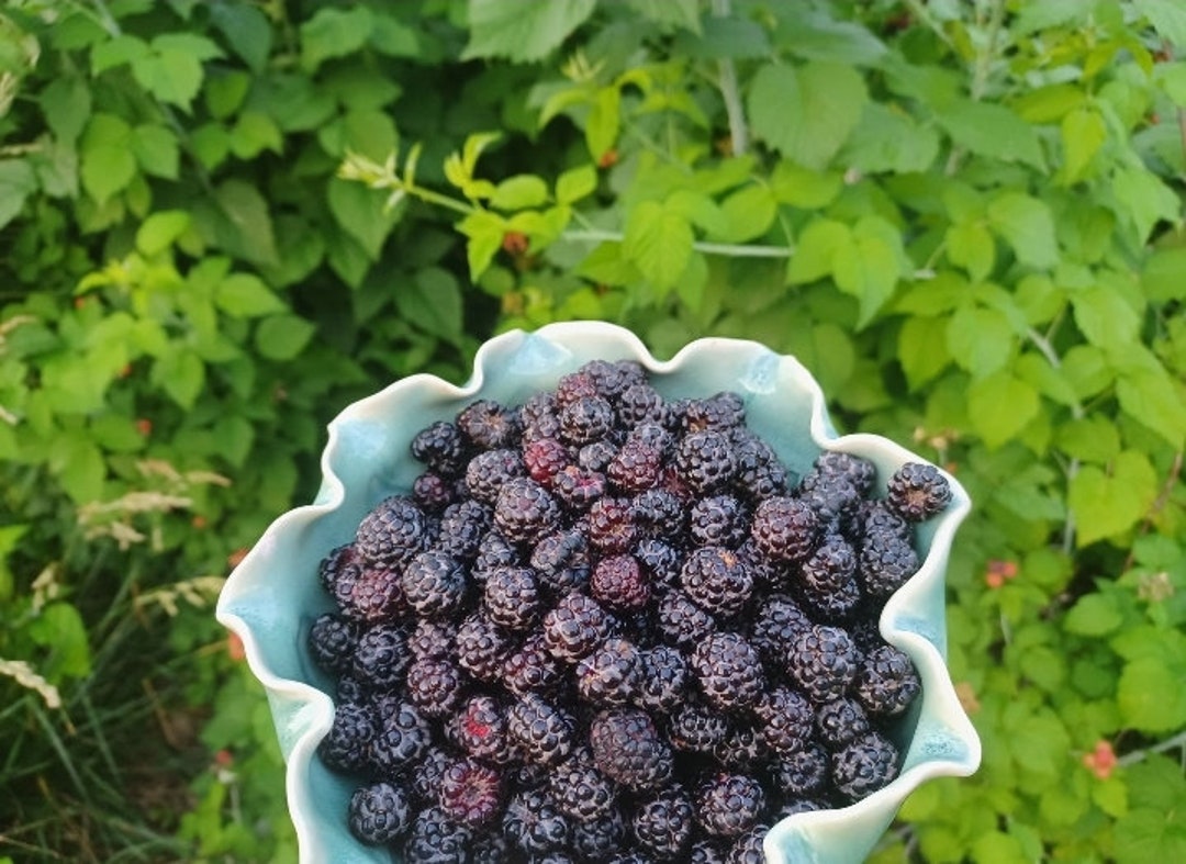 Black Raspberry | Bare Root Plant - Etsy