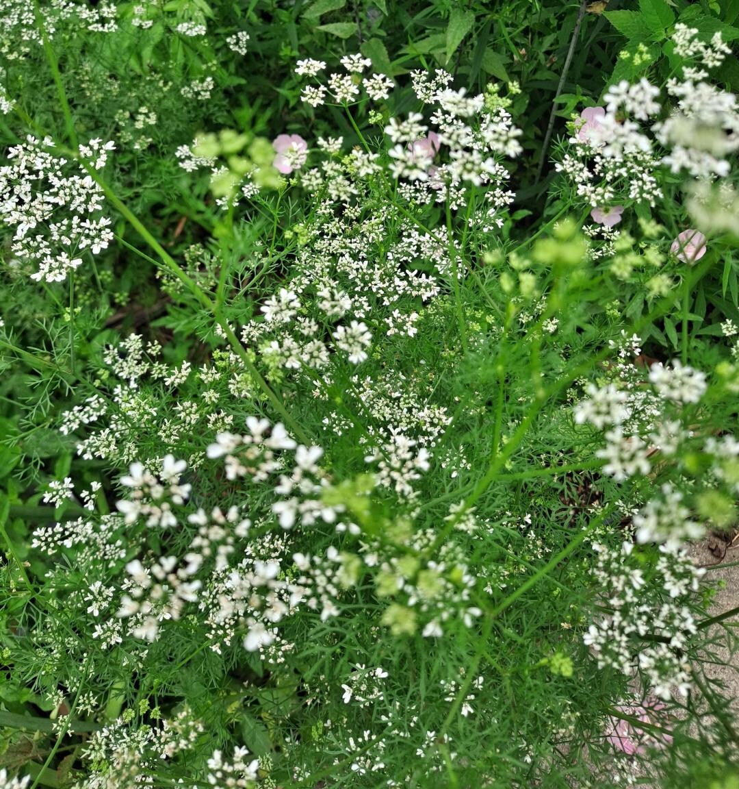 Cilantro | Heirloom Seeds - Etsy