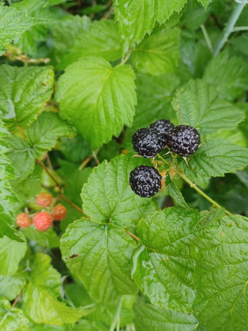 Black Raspberry | Bare Root Plant - Etsy