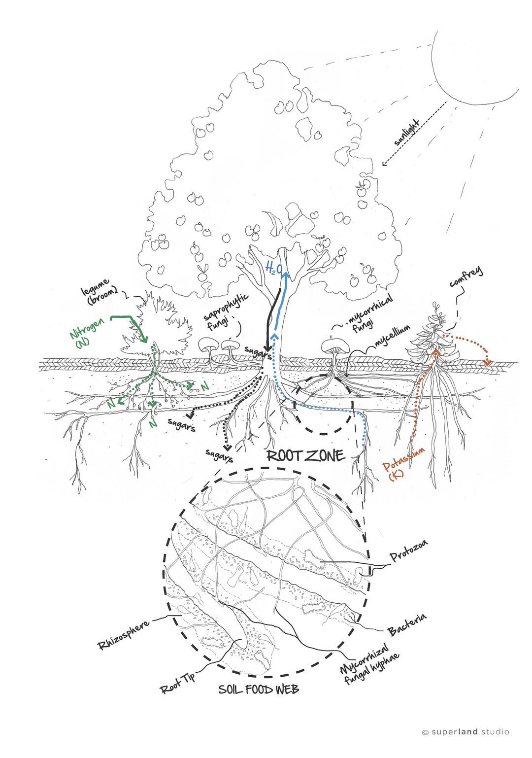 Soil Food Web Illustration - Etsy