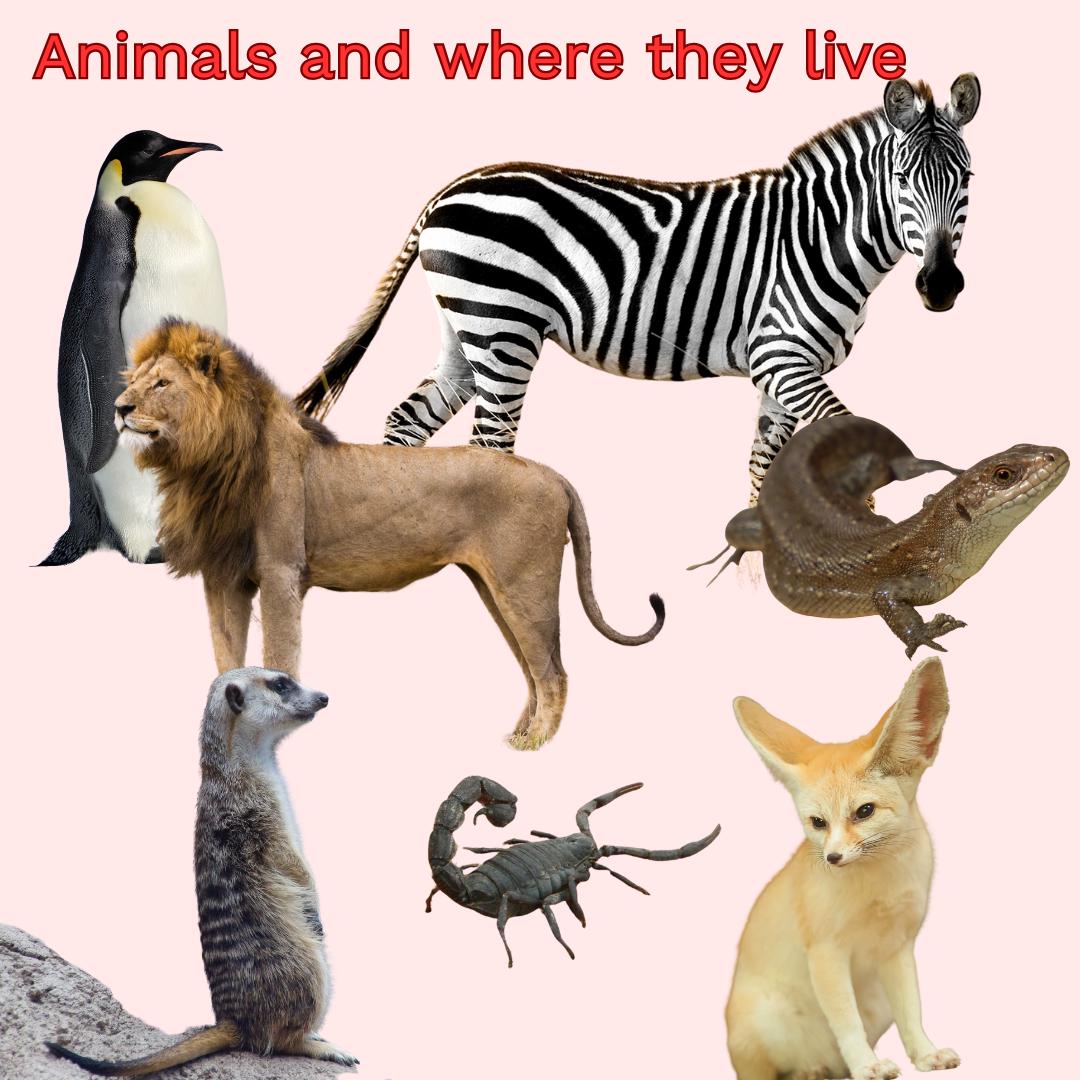 Montessori Animal Habitat Matching Activity for Toddlers, Kids ...
