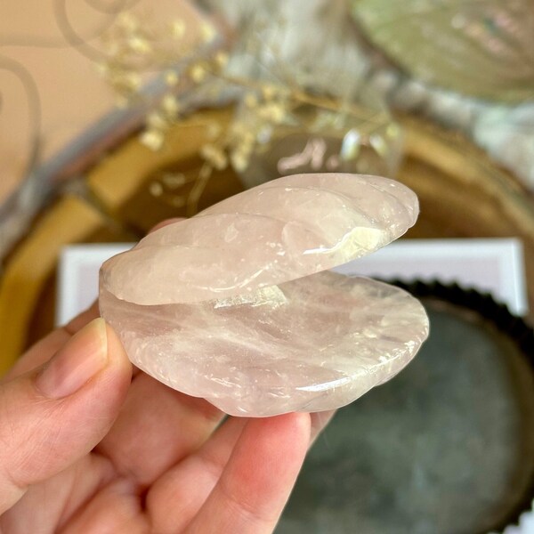 Sea Shell Decor - Etsy