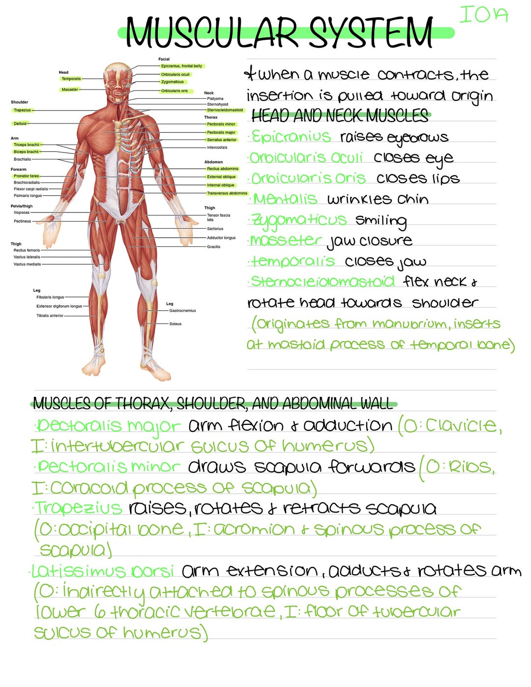 Muscular System Biology Notes - Etsy