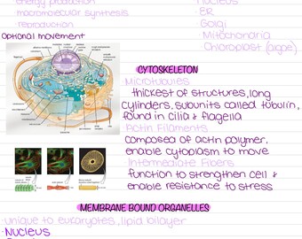 Cell Structure, Organelles and Function Eukaryotic Cell and Prokaryotic ...