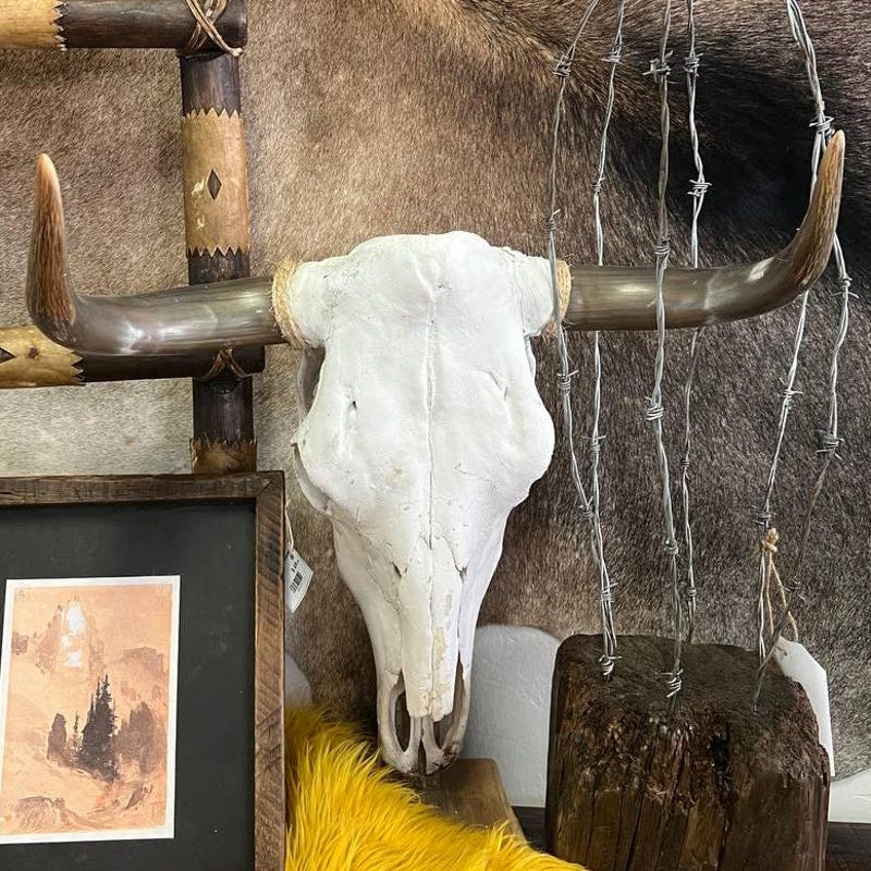 Real Cow Skull - Etsy