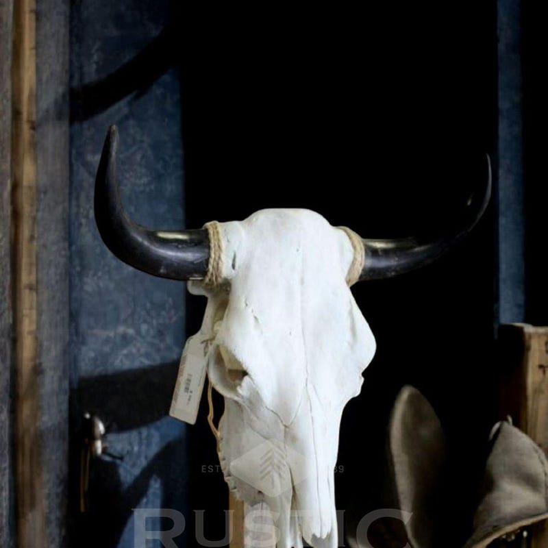 Real Cow Skull - Etsy