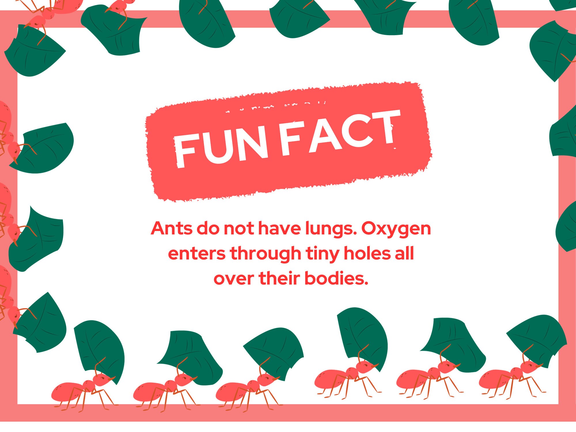 50 Animal Fact Poster, for Children Classroom Wall Decor Digital ...