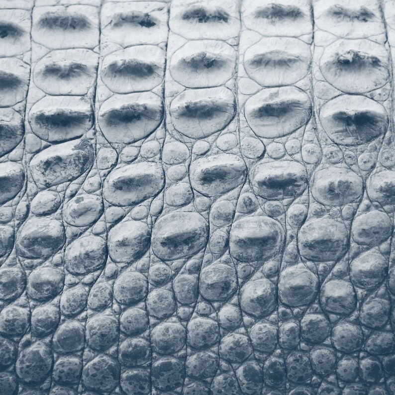 100 Alligator Skin Texture Digital Paper, Crocodile Skin, Commercial ...